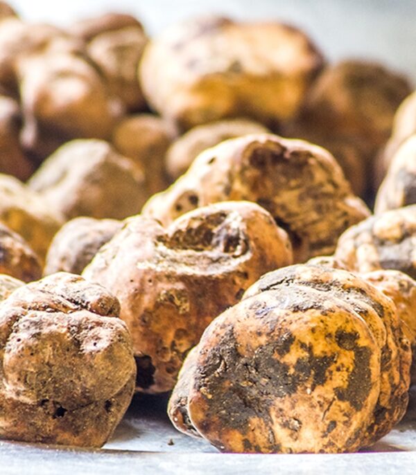 SELEKTIA - Tartufo bianchetto